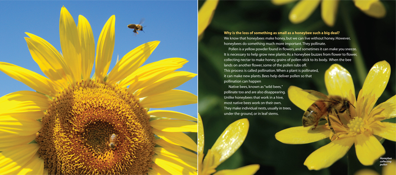 The Buzz on Bees – shelley rotner